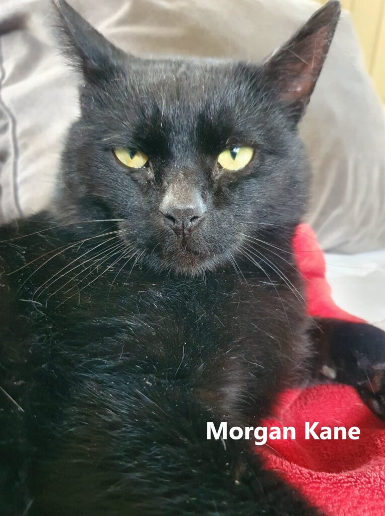 Våre dyr - Dyrebeskyttelsen Lillehammer og Omegn